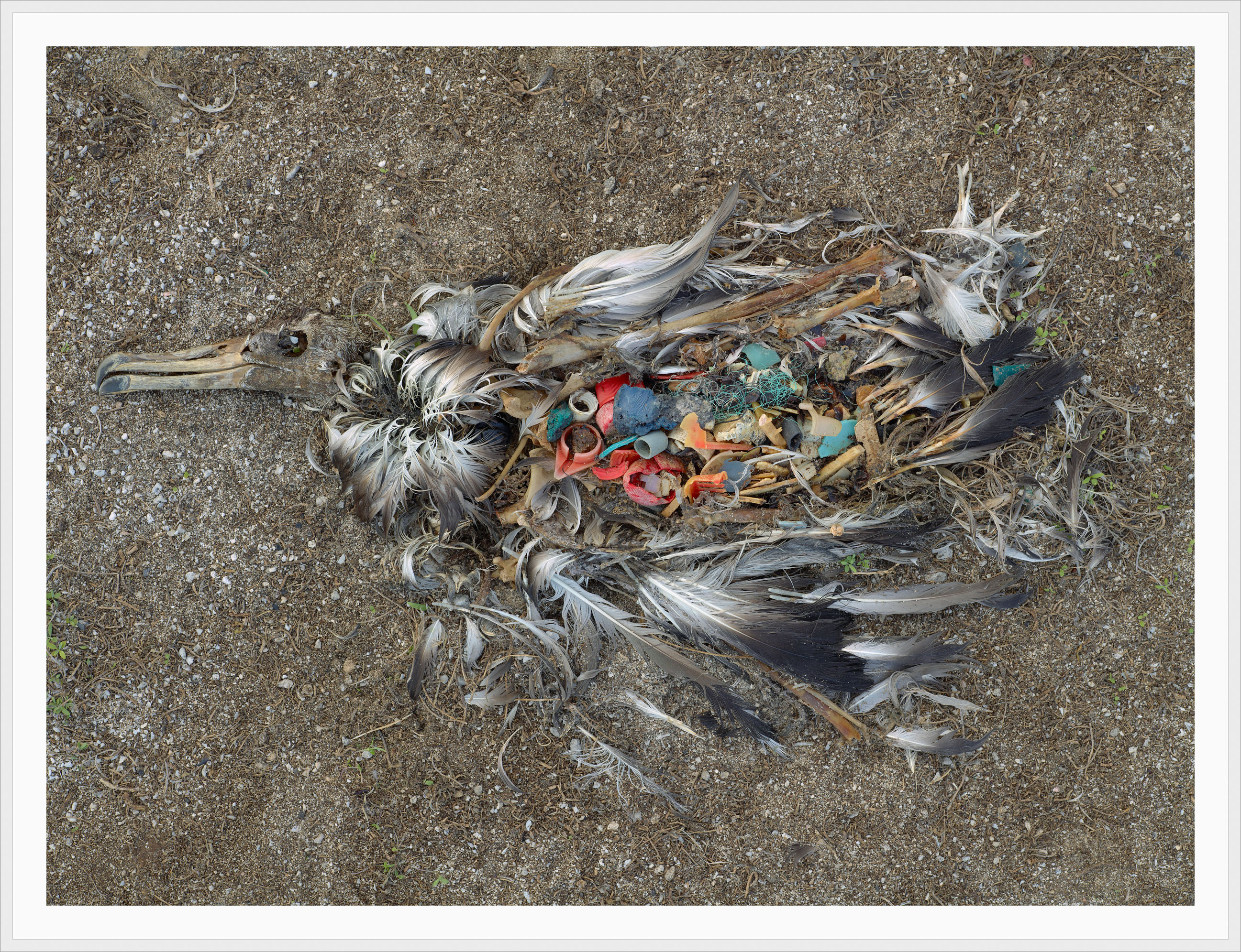 dead bird killed by plastic on midway island
