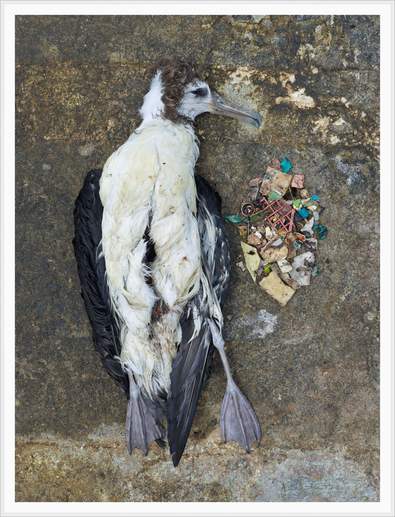 photo from a necropsy of a dead albatross filled with plastic