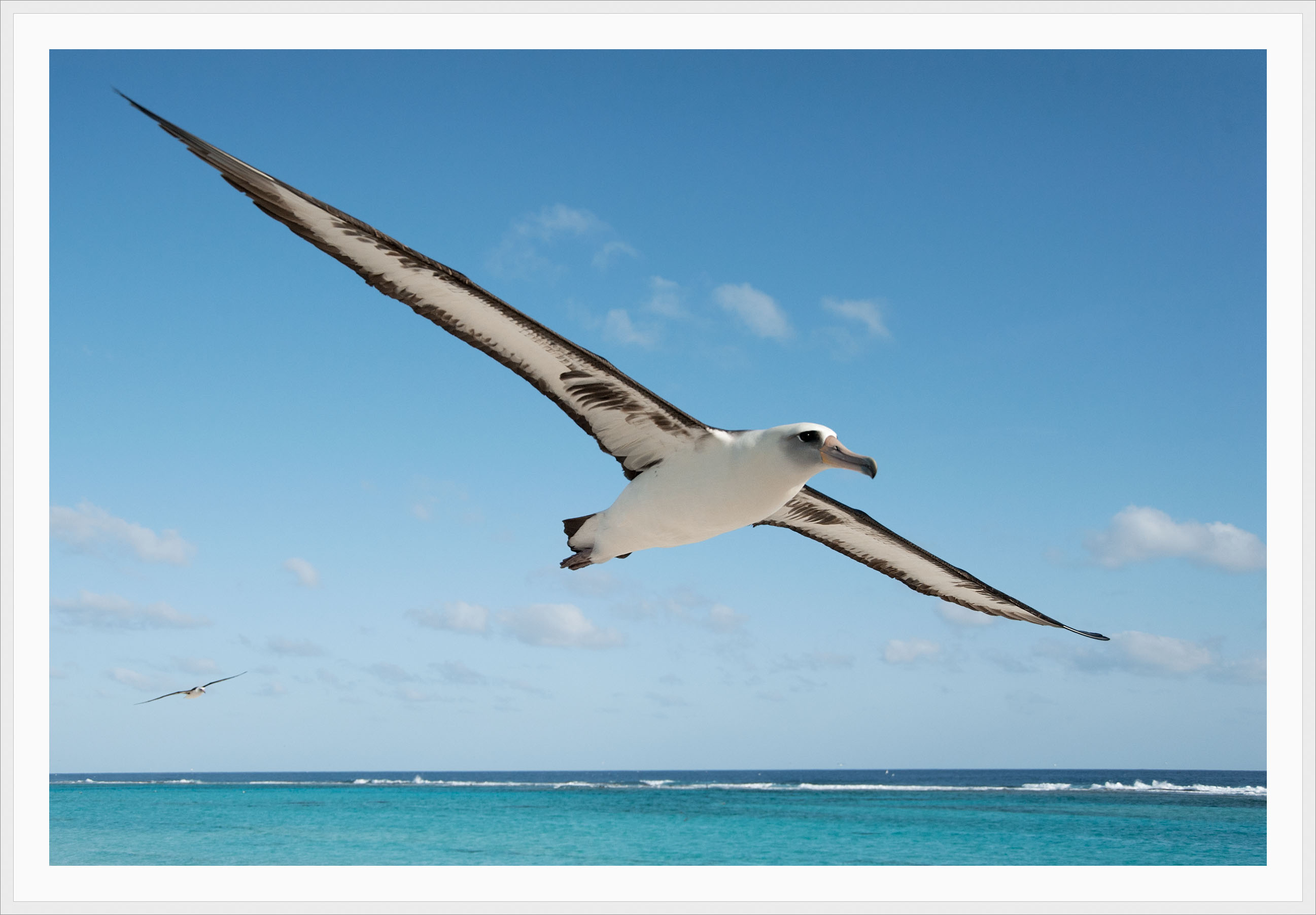 gorgeous majestic photo of a flying albatross over the sea